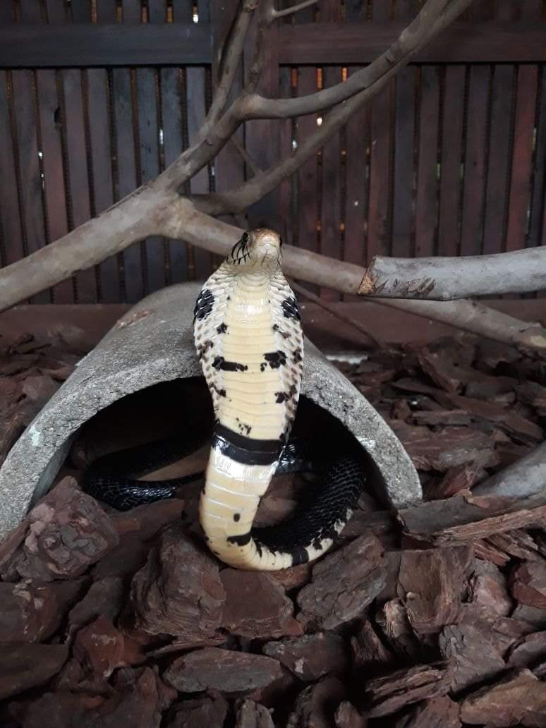 Pure Venom Snake and Reptile Park » Local First » Hibiscus coast ...